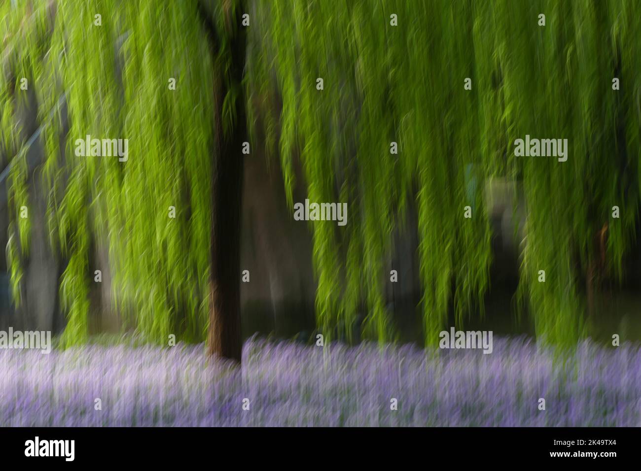 The long exposure view of the wind shaking the weeping willow tree ...