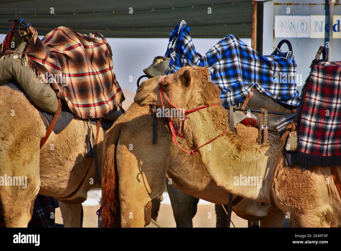 The group of camels with checkered saddles Stock Photo - Alamy