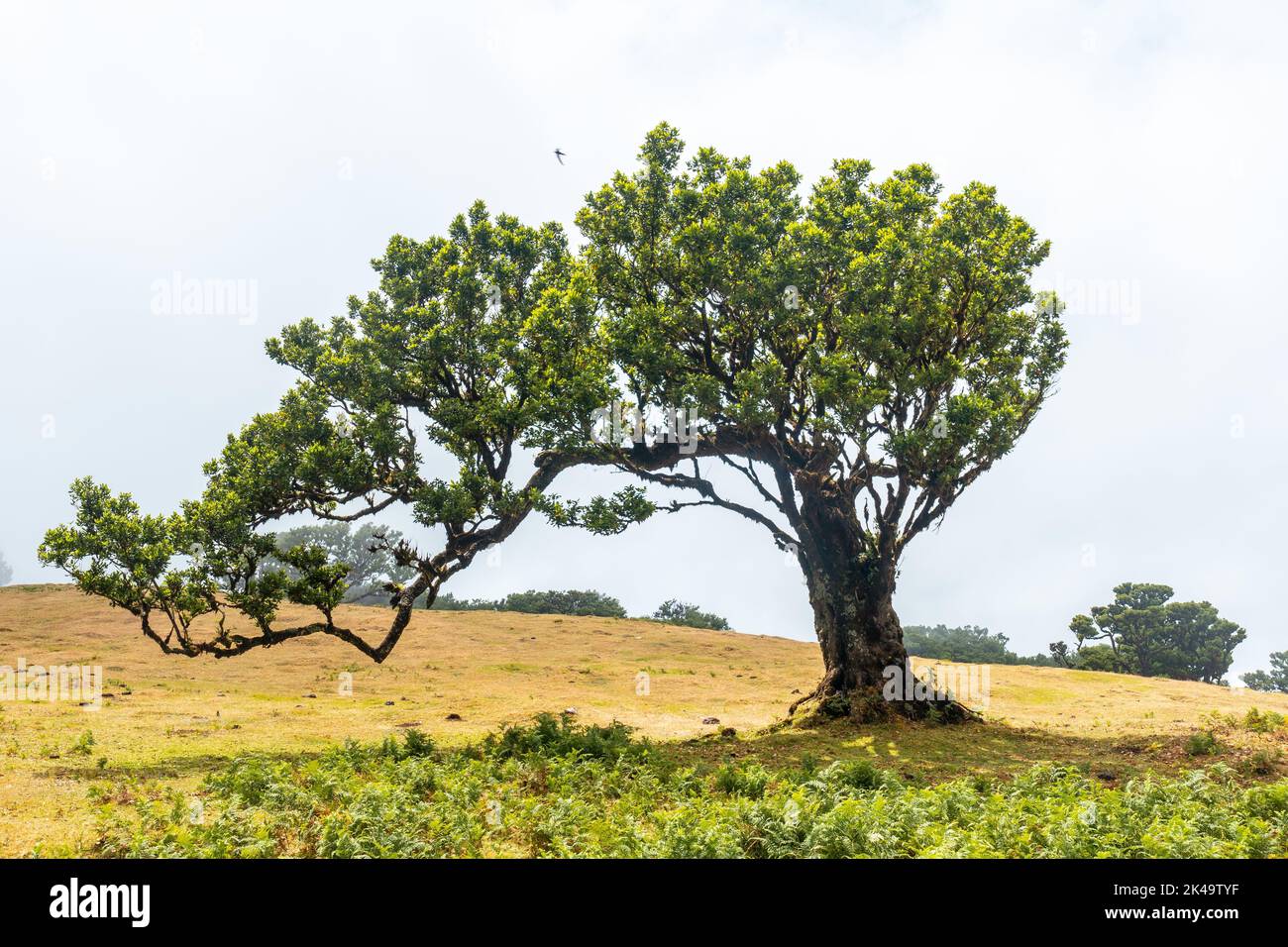 A beautiful large laurel tree growing in the Fanal forest in Madeira ...