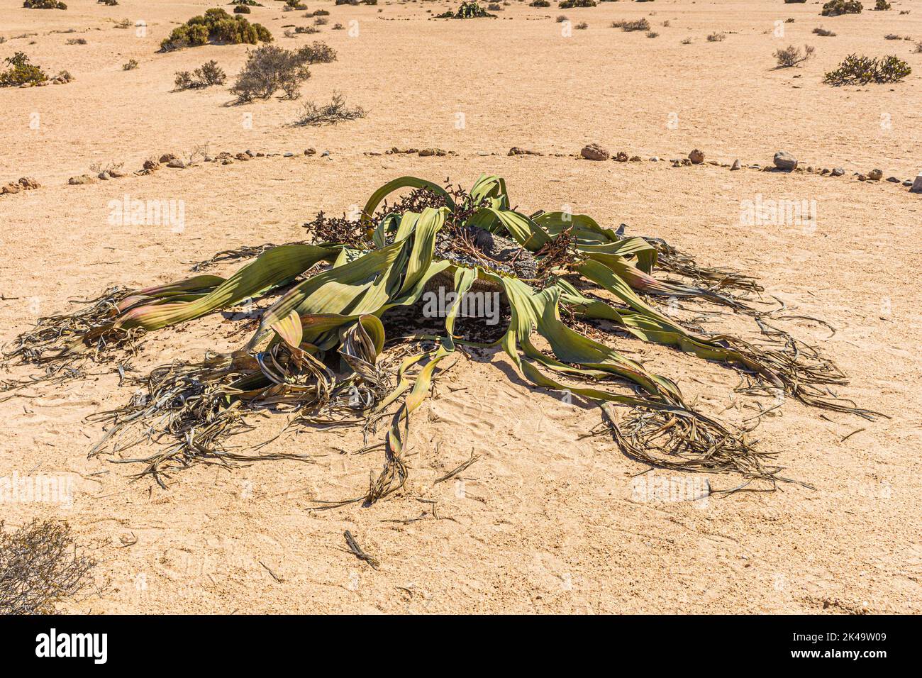 Tumbo tree hi-res stock photography and images - Alamy