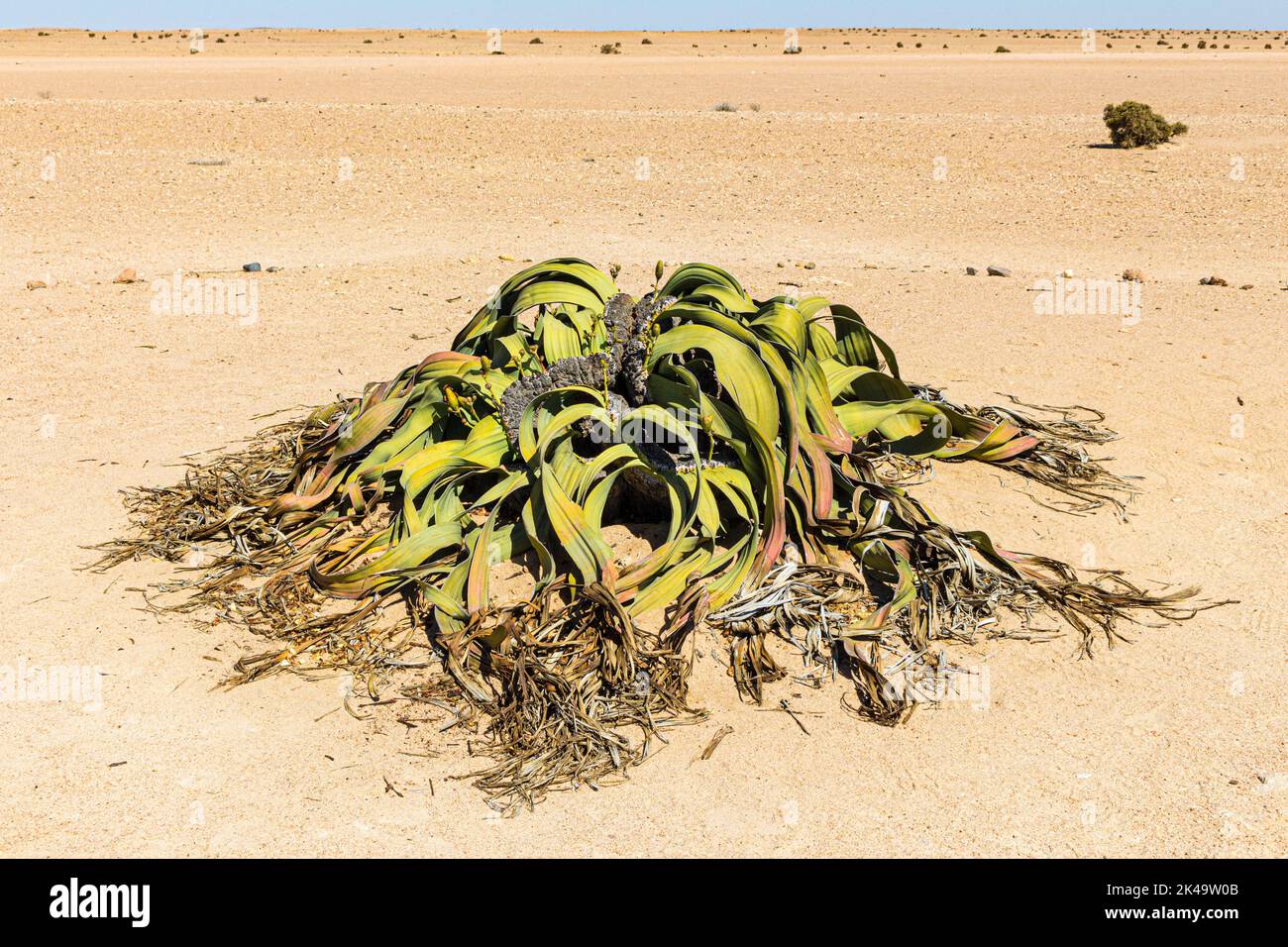 The Welwitschia Mirabilis is a plant which is endemic to the Namib ...
