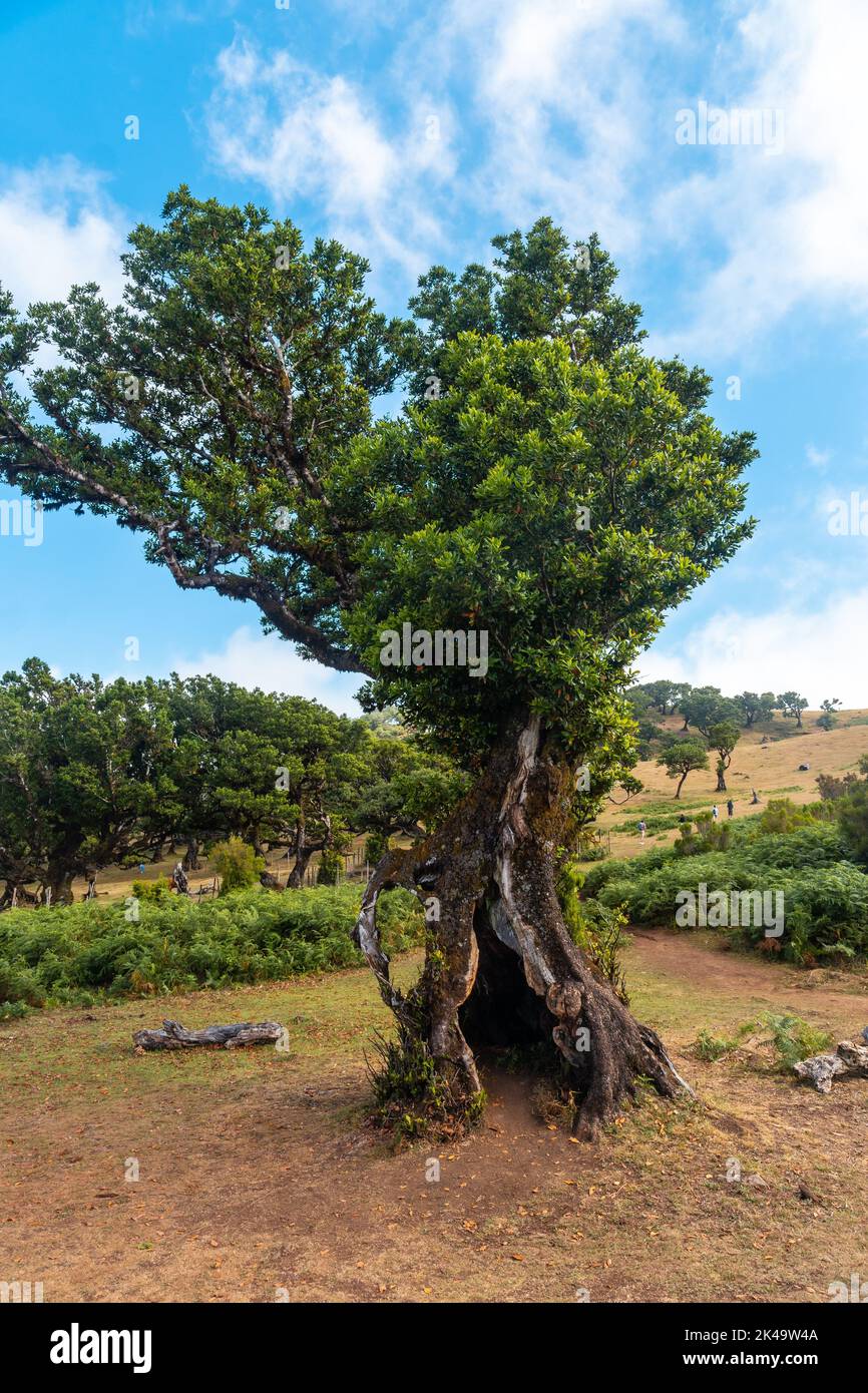 A vertical shot of a large laurel tree growing in the Fanal forest in ...