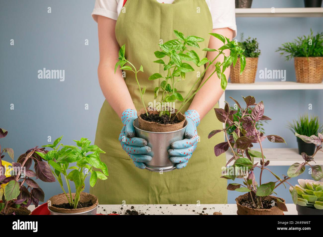 female gardener arranging plants at house using tools Stock Photo - Alamy