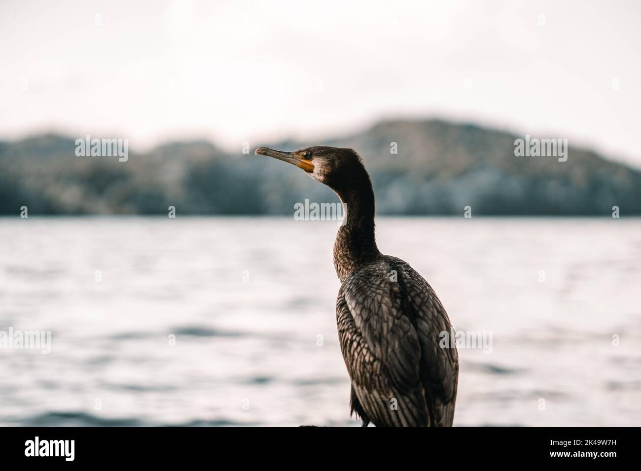 cormorant bird from the back with the neck to the side in profile with ...