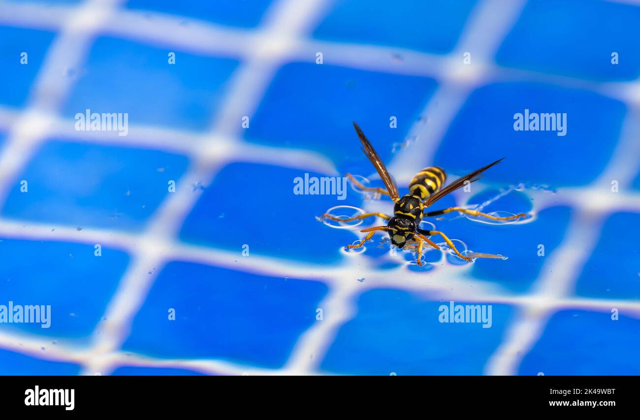 A closeup of European Paper Wasp, Polistes dominulus collecting ...