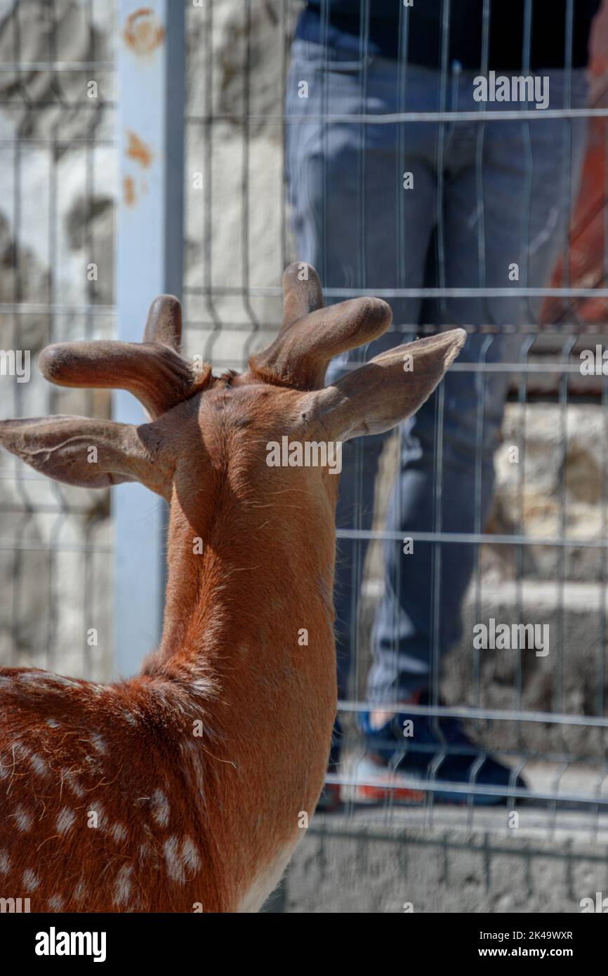 A vertical shot of a small fluffy brown fallow deer standing near a ...