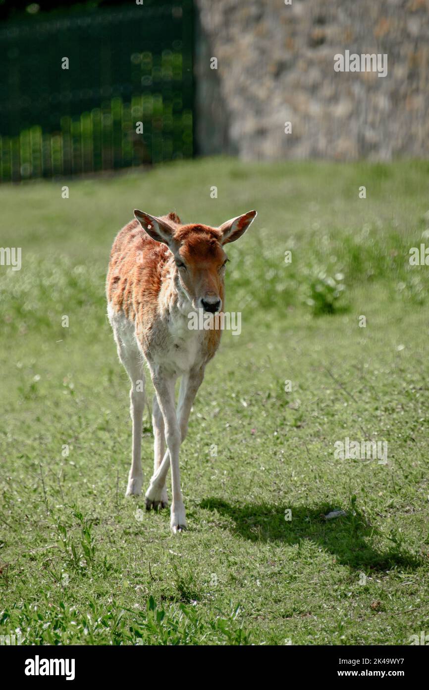 A vertical shot of a small fluffy brown fallow deer grazing on a field ...