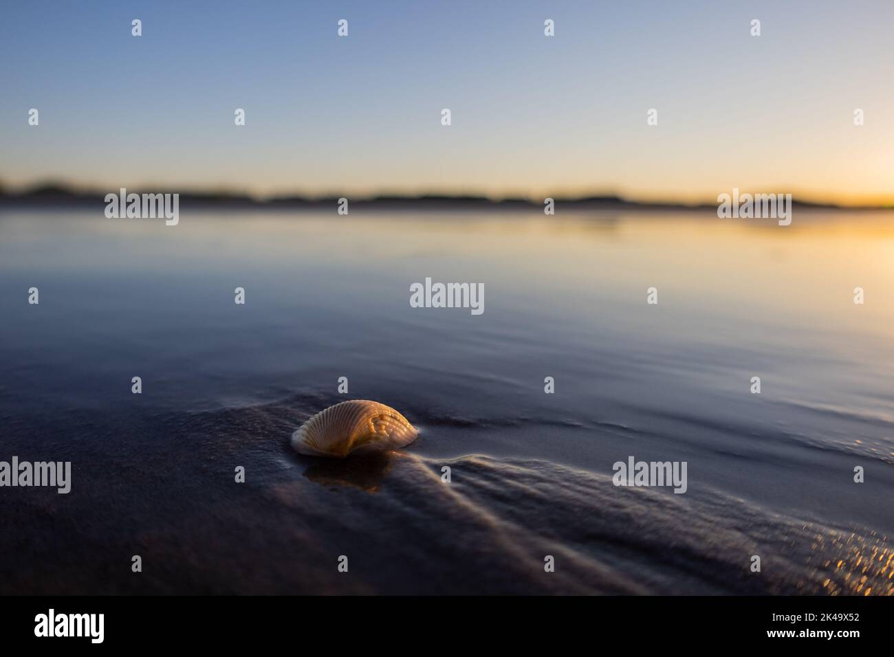 A beautiful shot of a shell on sunrise over Holden beach in North ...