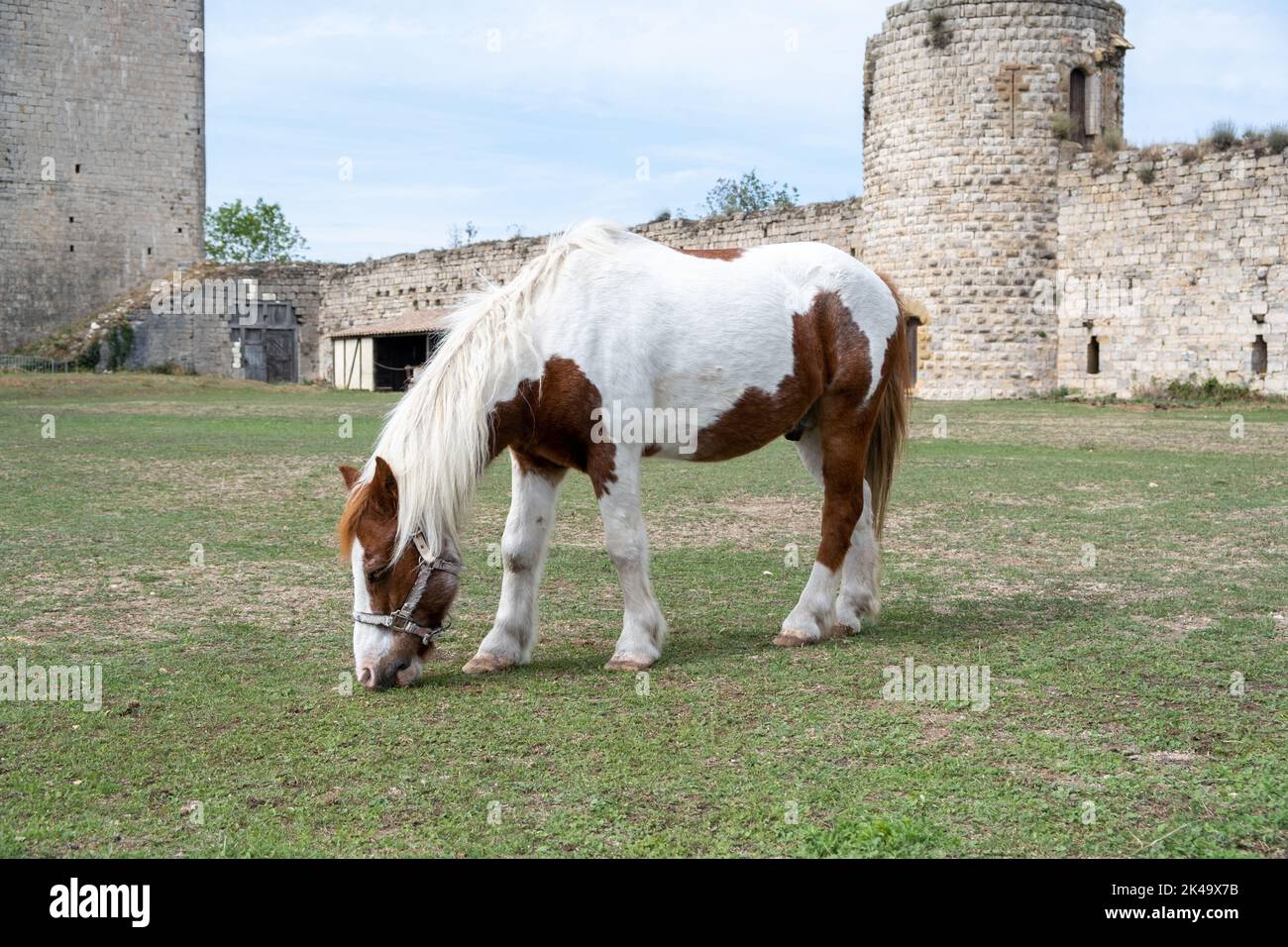 Medieval Puivert castle, Aude, Occitanie, South France. Pony grazing at ...