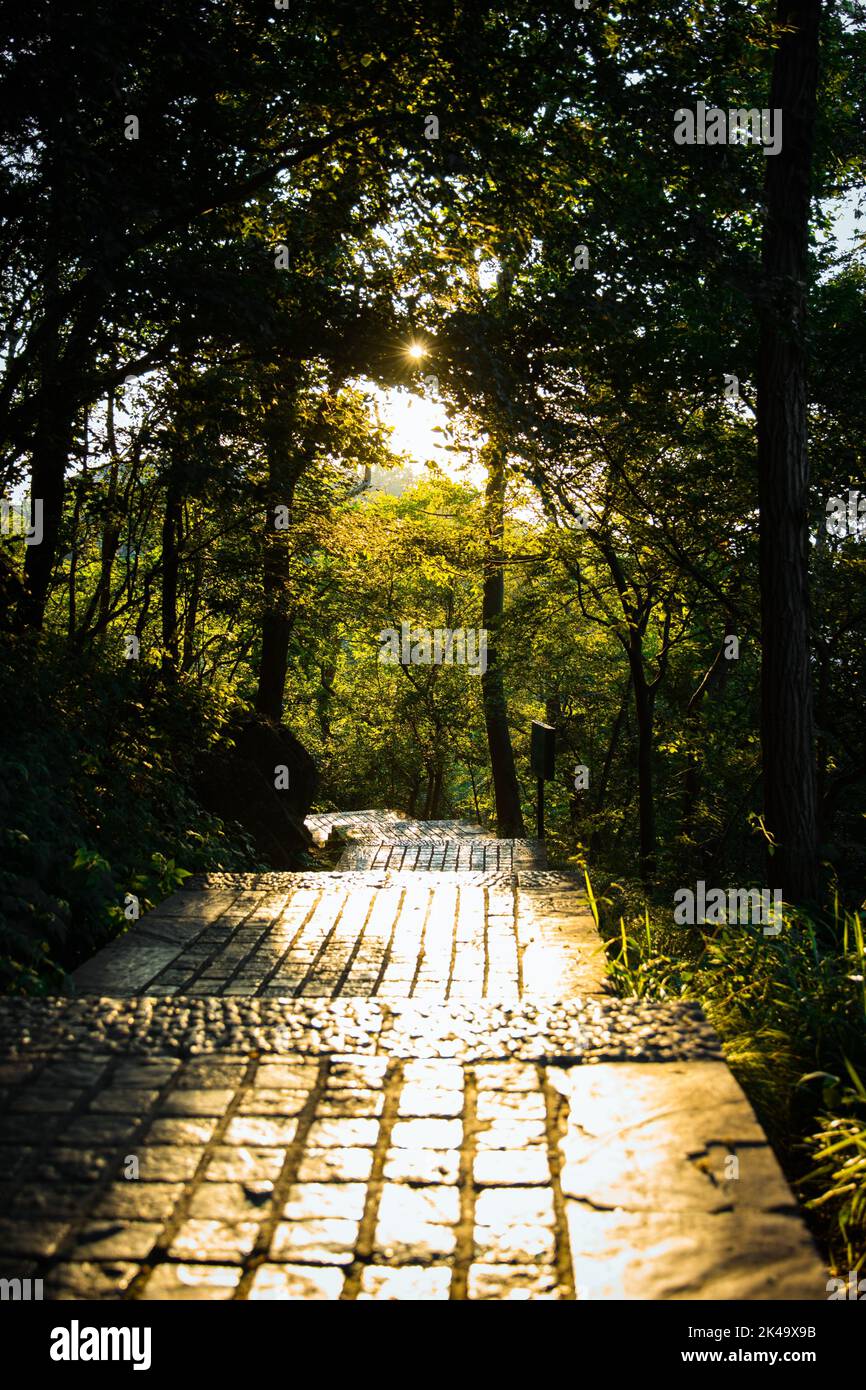 A descending way with stone steps in a forest under the sun rays Stock ...