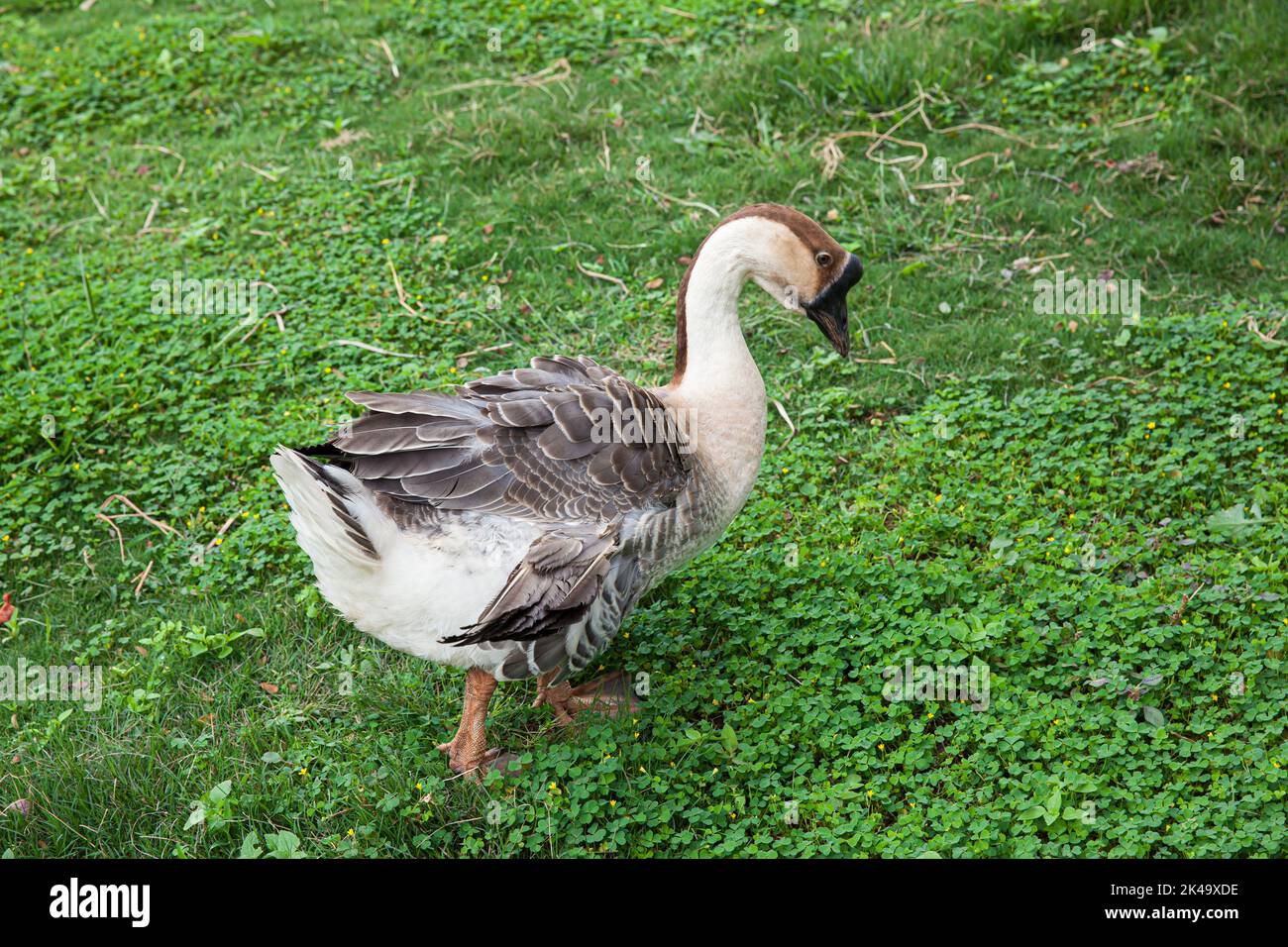 gray goose walk on the green lawn in country farm Stock Photo - Alamy