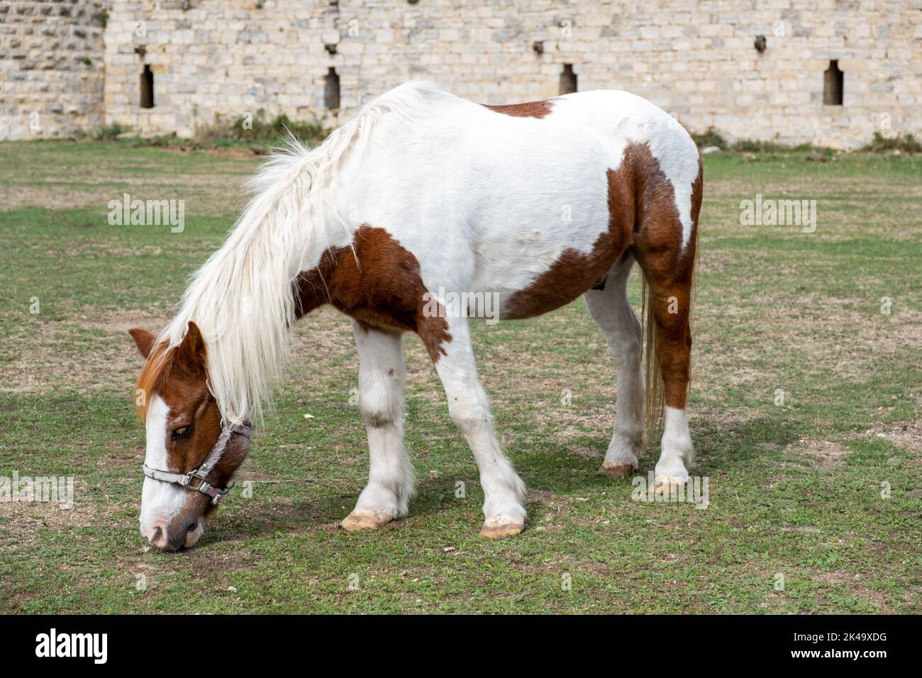 Medieval Puivert castle, Aude, Occitanie, South France. Pony grazing at ...