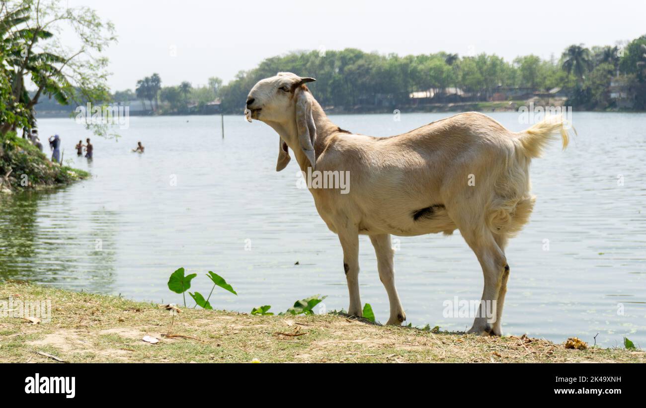 An advanced breed of goat. Walking along the river and eating grass ...