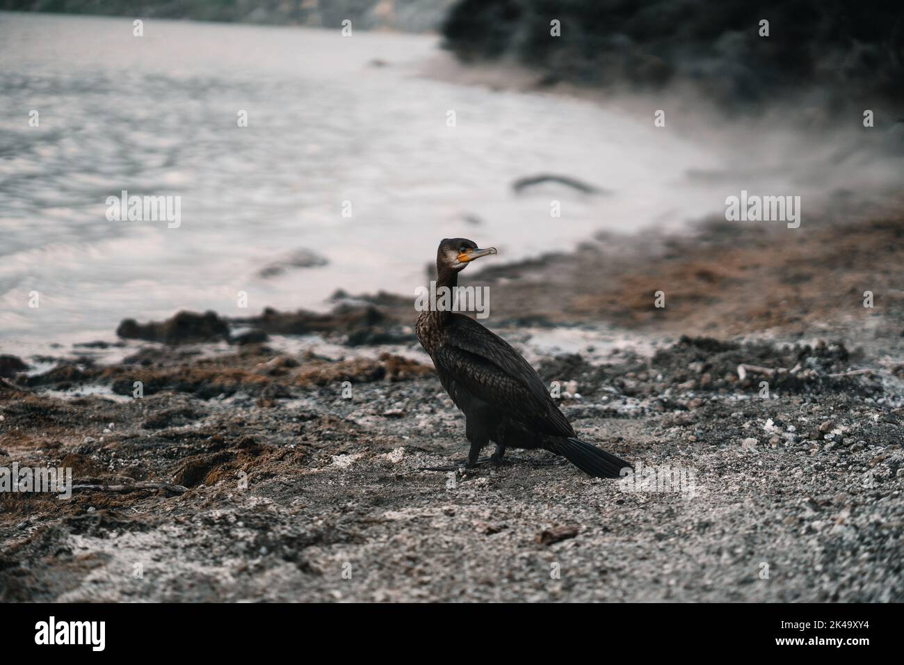 gray cormorant bird with an orange spot on its beak on the stones by ...