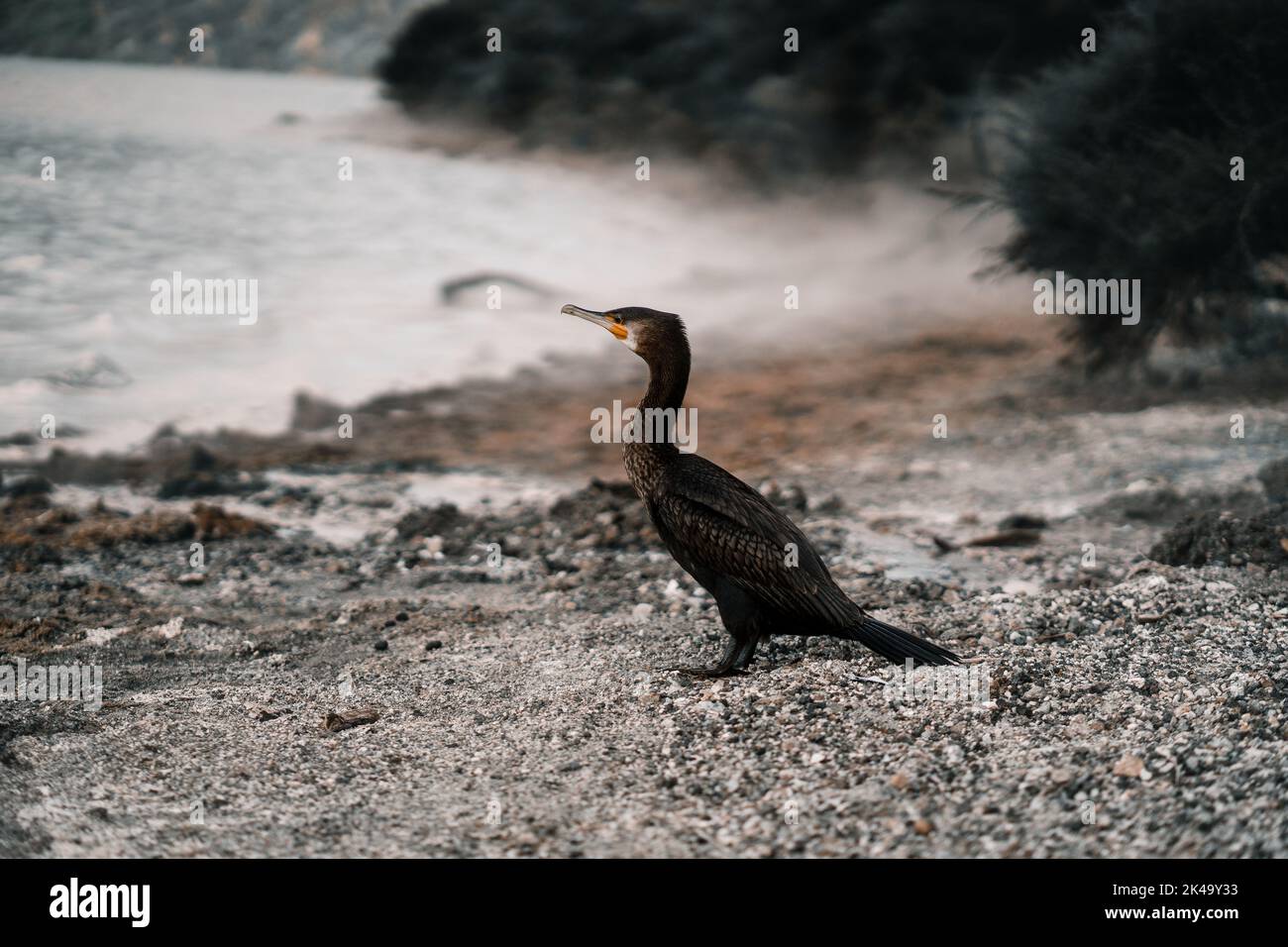 cormorant standing still on lake shore stones looking out into the ...