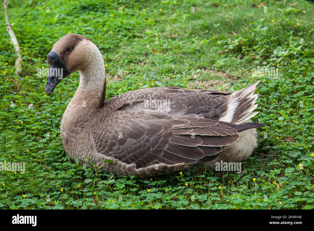 gray goose on the green lawn in country farm Stock Photo - Alamy