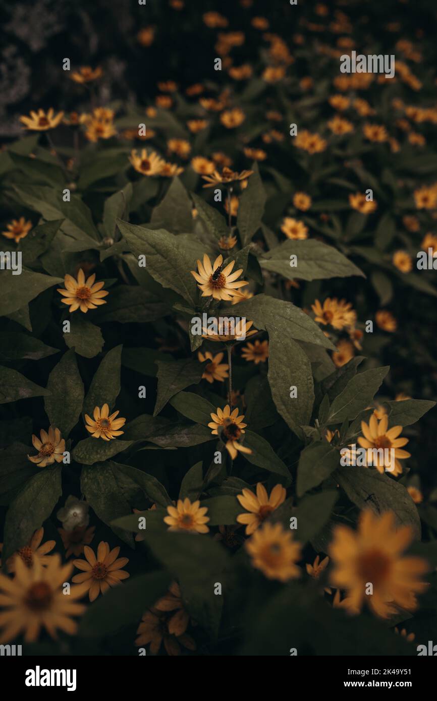 A vertical shot of beautiful wild sunflowers blooming in a garden Stock ...