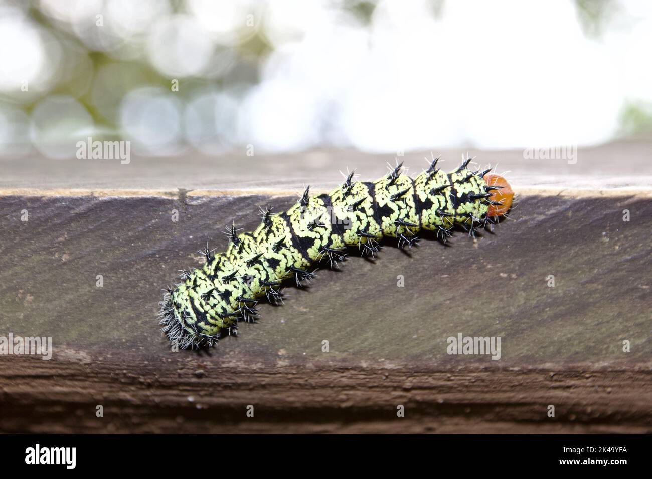 Ugandan caterpillar hi-res stock photography and images - Alamy