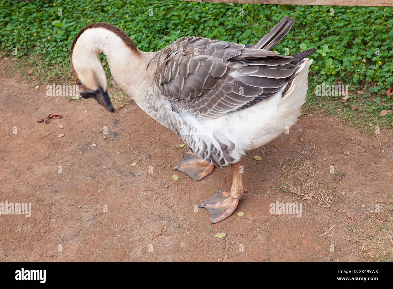gray goose walk on the green lawn in country farm Stock Photo - Alamy
