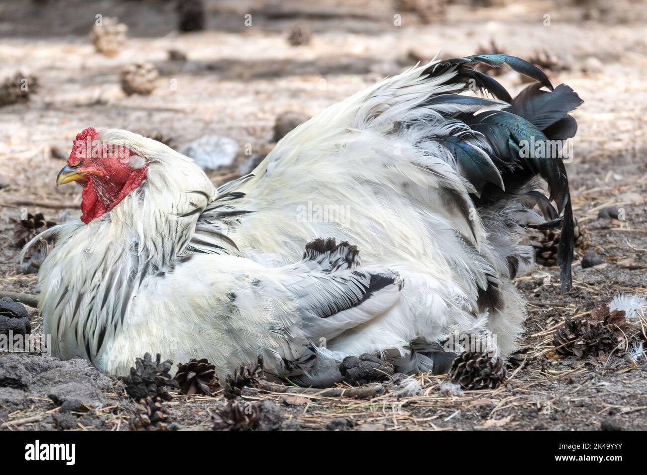 Closeup shot beautiful white rooster hi-res stock photography and ...