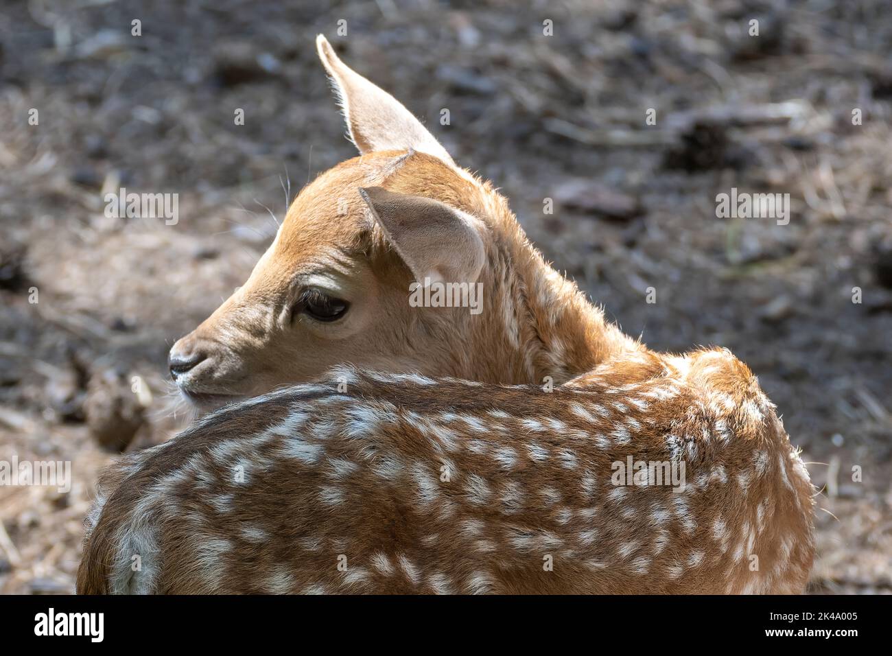 A closeup shot of a cute baby deer Stock Photo - Alamy
