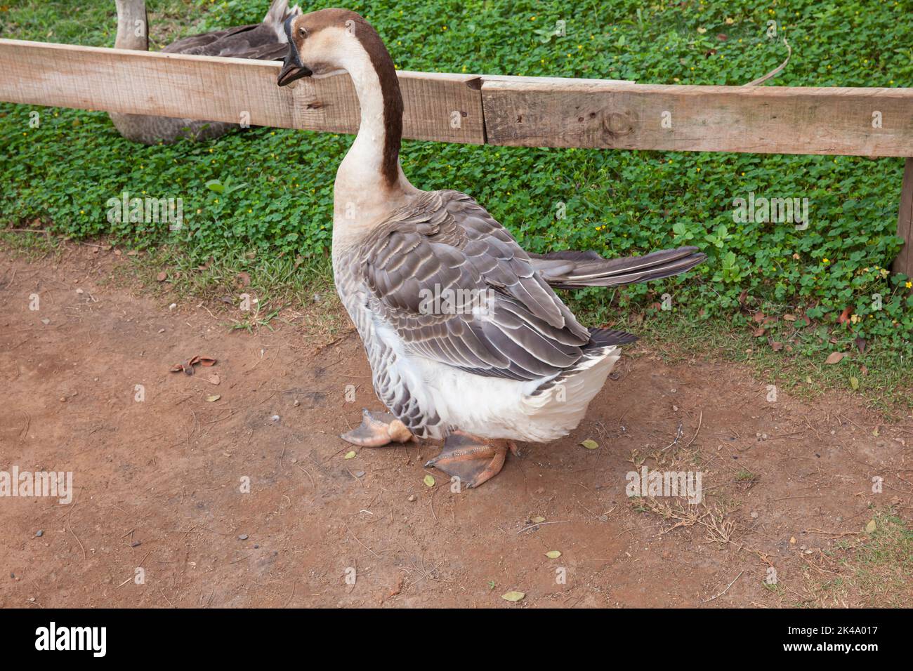 gray goose walk on the green lawn in country farm Stock Photo - Alamy