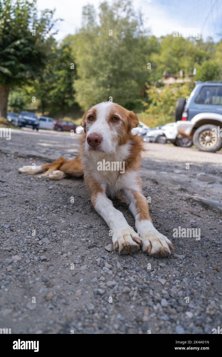 Portrait red stray dog hi-res stock photography and images - Alamy