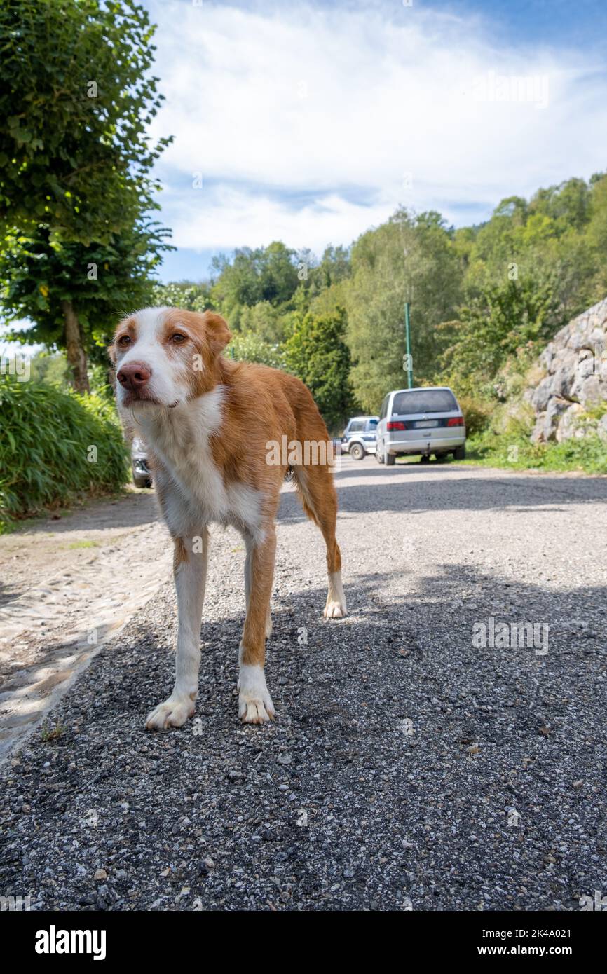 Close up of stray dog looking at camera Stock Photo - Alamy