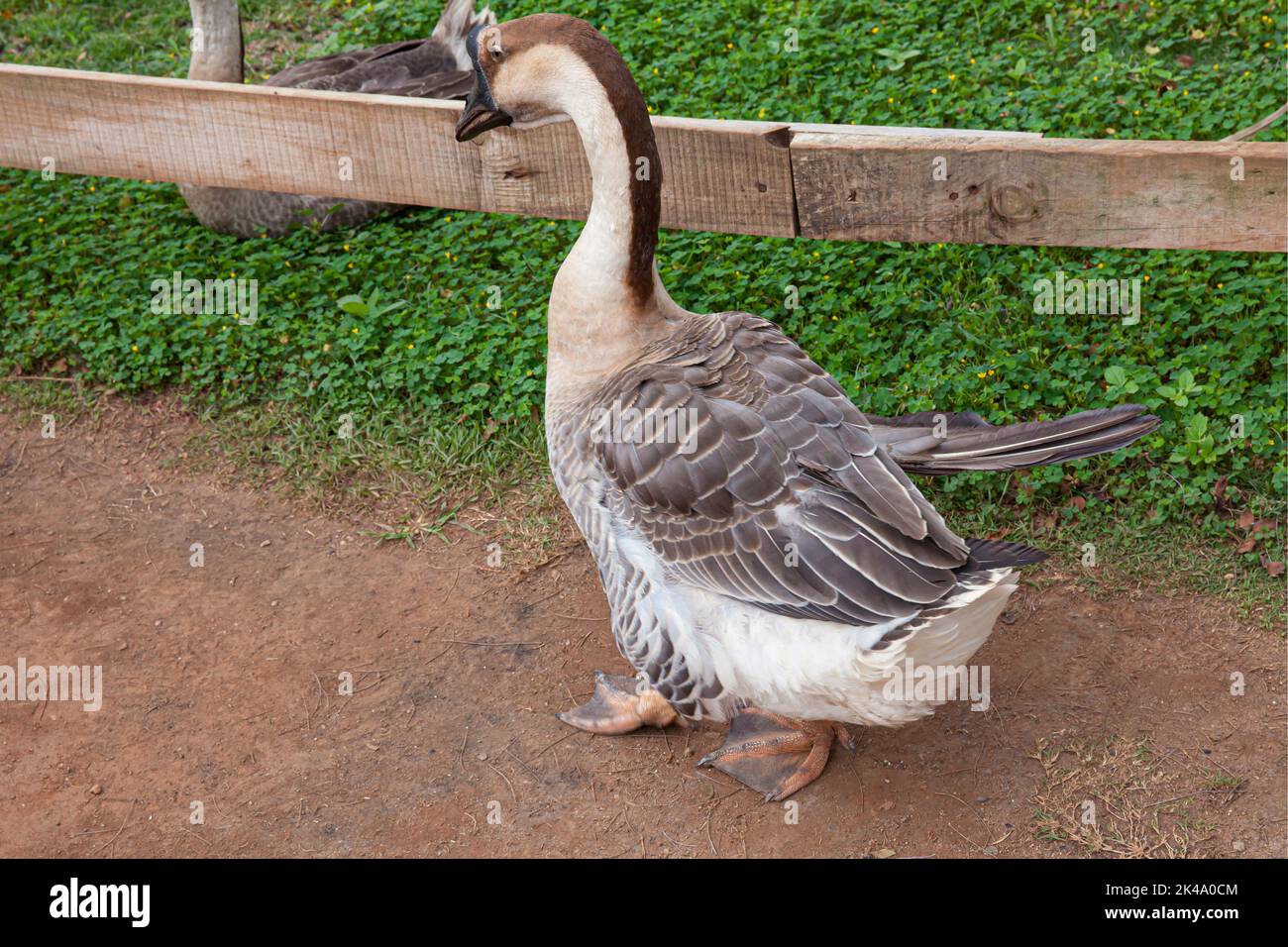 gray goose walk on the green lawn in country farm Stock Photo - Alamy