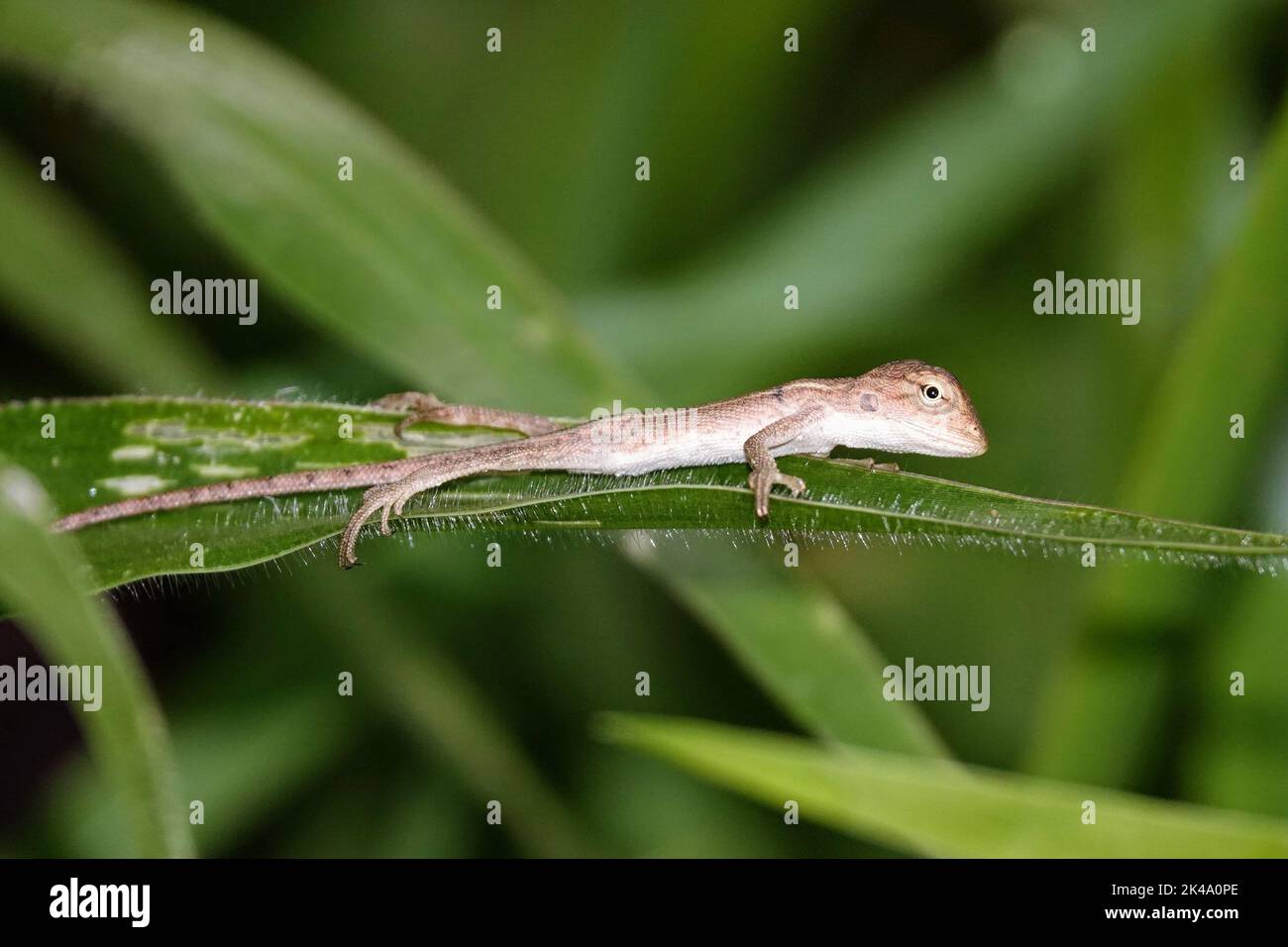 Cute green leaf dragon hi-res stock photography and images - Alamy