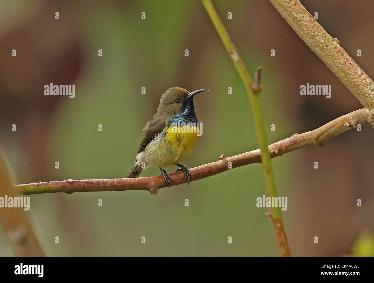 Newton's Sunbird (Anabathmis newtonii) adult male perched on twig ...