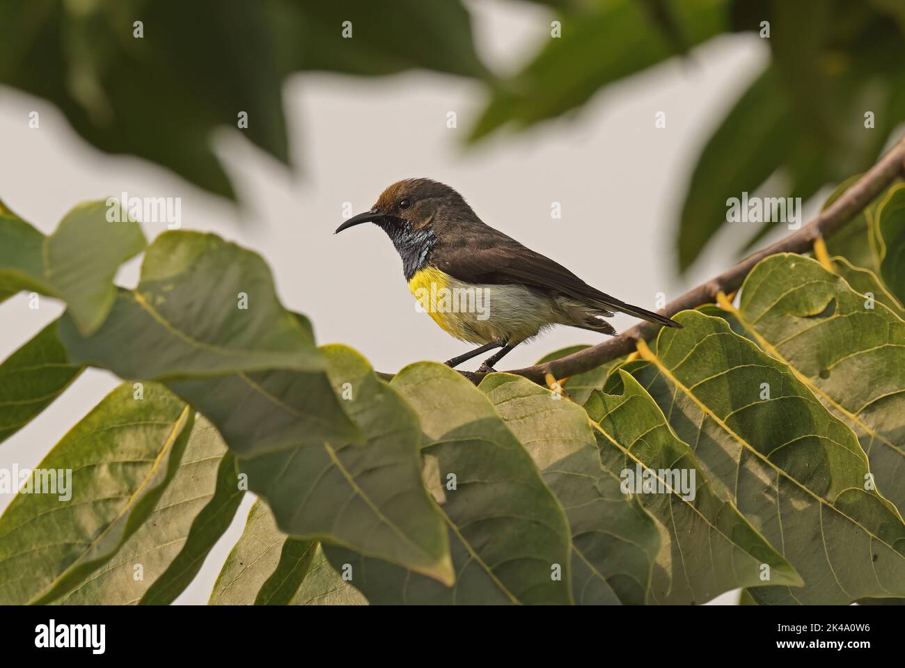 Newtons sunbird hi-res stock photography and images - Alamy