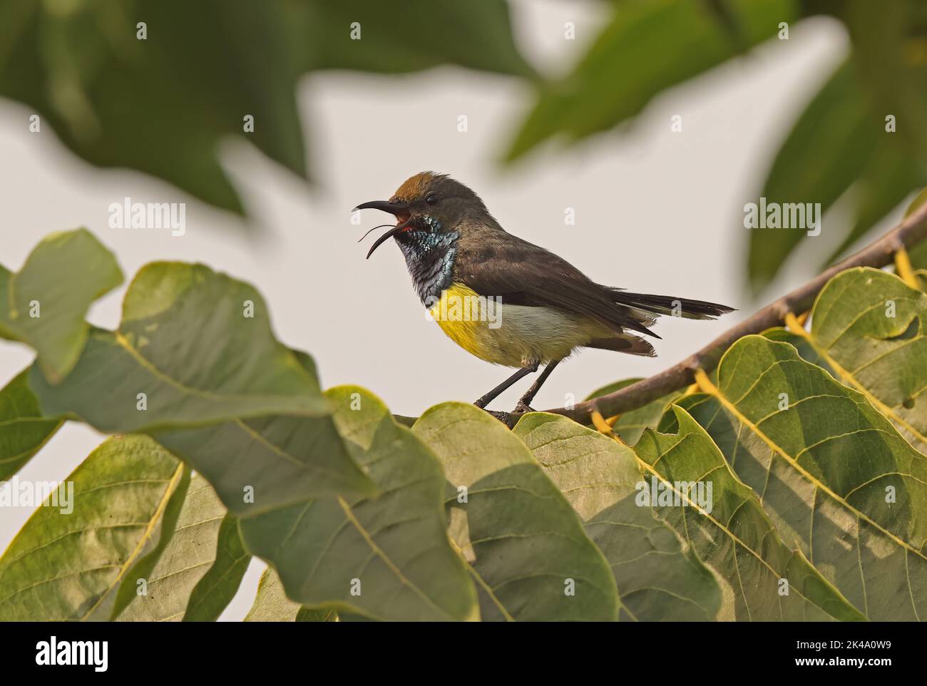 Newton's Sunbird (Anabathmis newtonii) adult male perched on twig in ...
