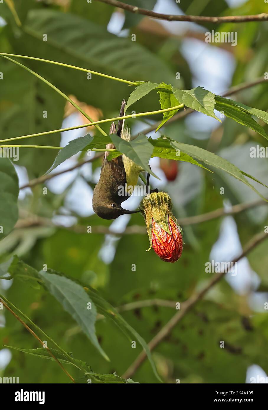 Newton's Sunbird (Anabathmis newtonii) adult male nectar robbing from ...