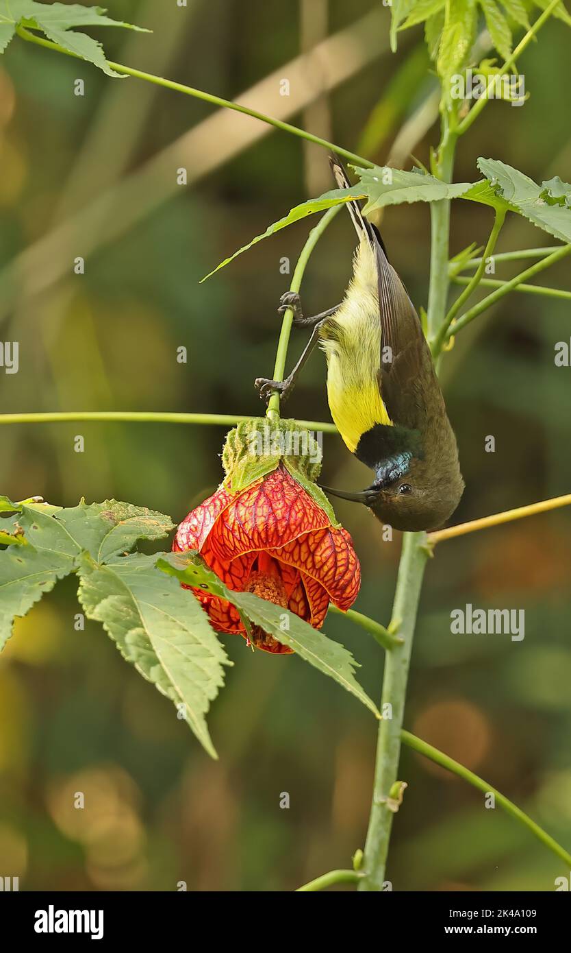 Newton's Sunbird (Anabathmis newtonii) adult male nectar robbing from ...