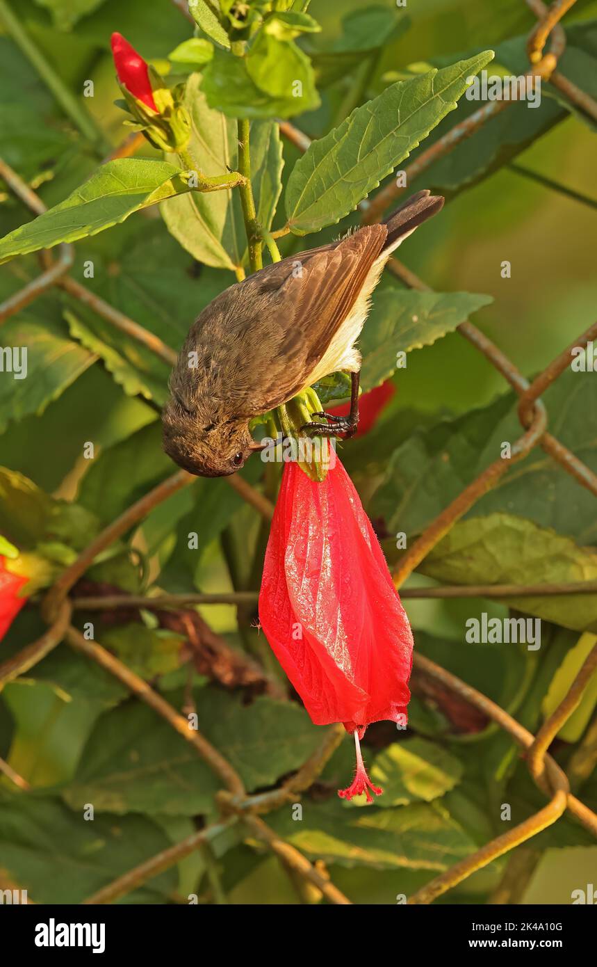 Newton's Sunbird (Anabathmis newtonii) adult female nectar robbing from ...