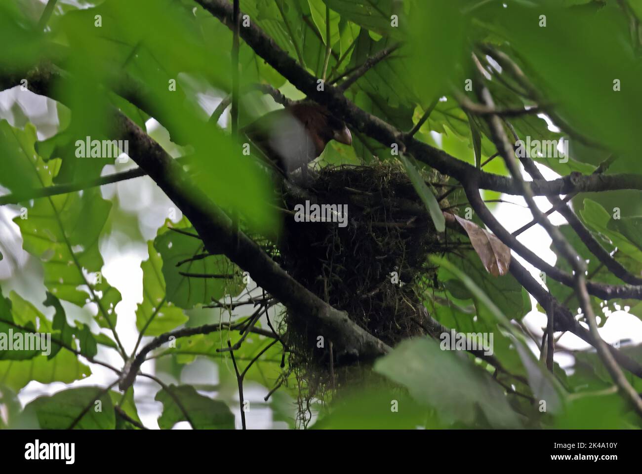 Sao Tome Grosbeak (Crithagra concolor) adult visiting nest, endangered ...
