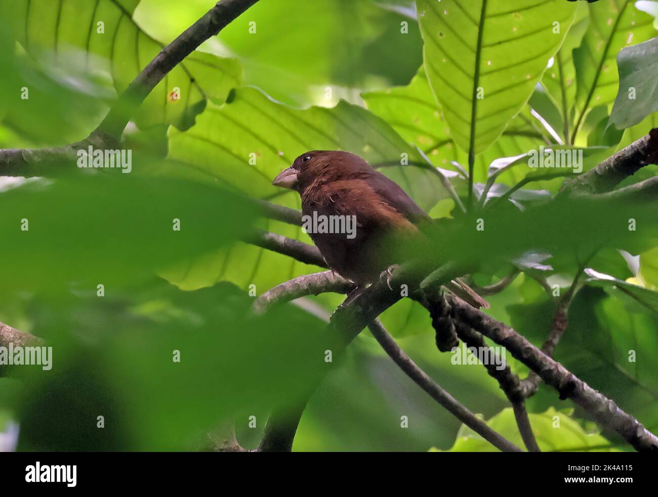 Sao Tome Grosbeak (Crithagra concolor) adult perched on branch ...
