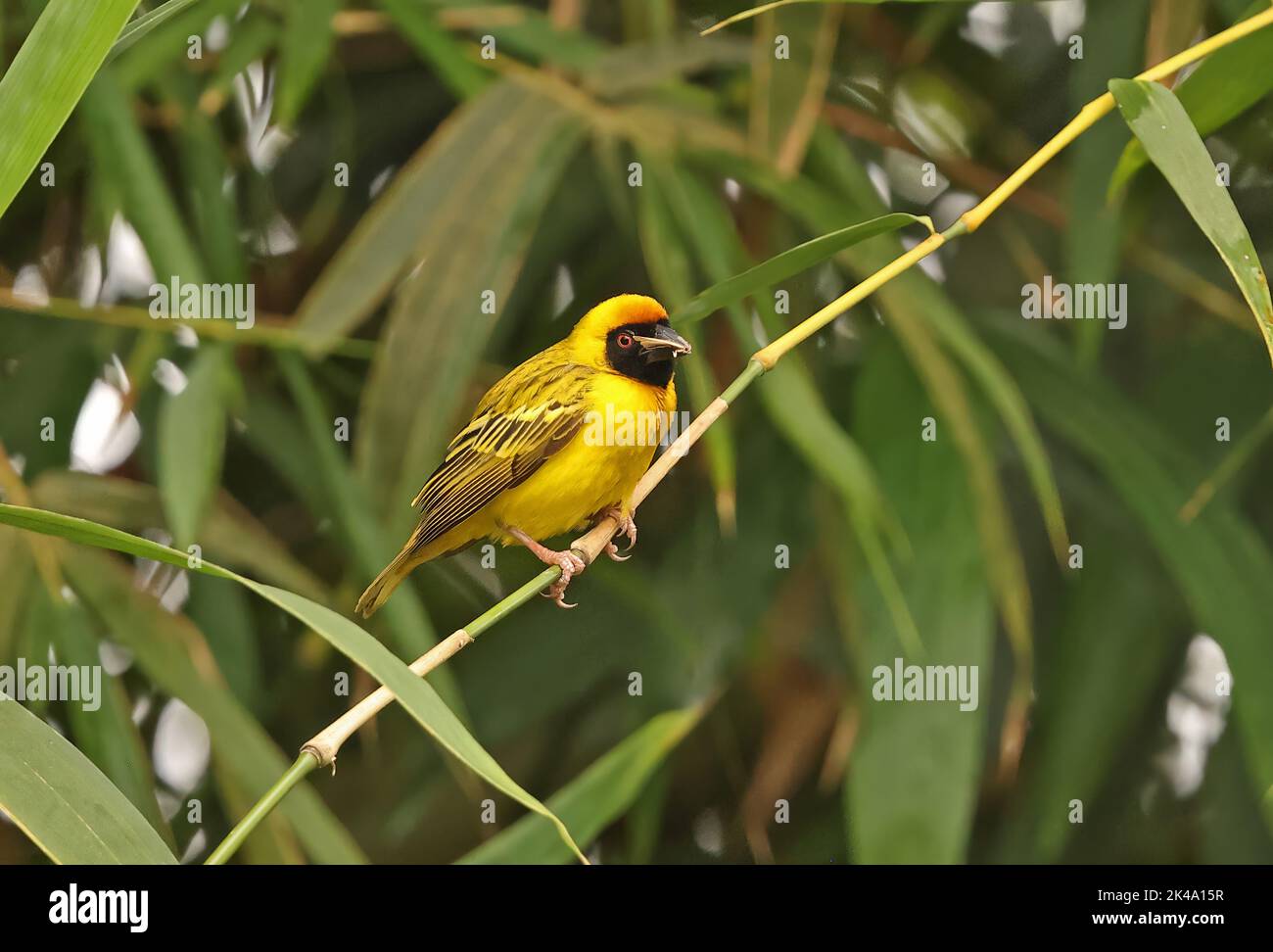 Sao tome weaver hi-res stock photography and images - Alamy
