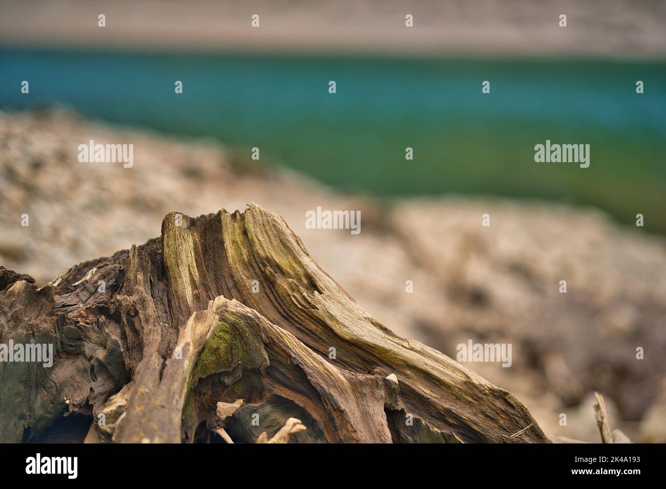 A closeup shot of driftwood on the shore of the Goldisthal pumped ...