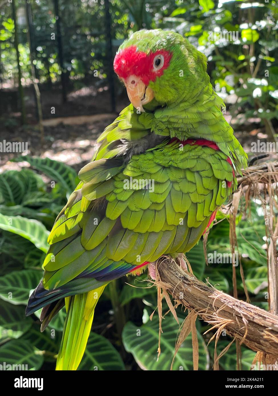 A green parrot perching on a branch Stock Photo - Alamy
