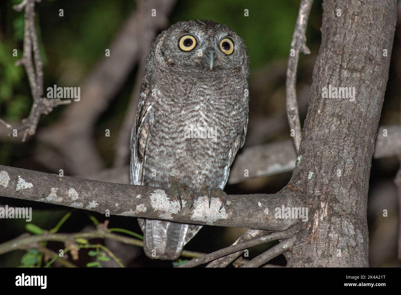 An Elf owl (Micrathene whitneyi) perching on a tree while looking for a ...