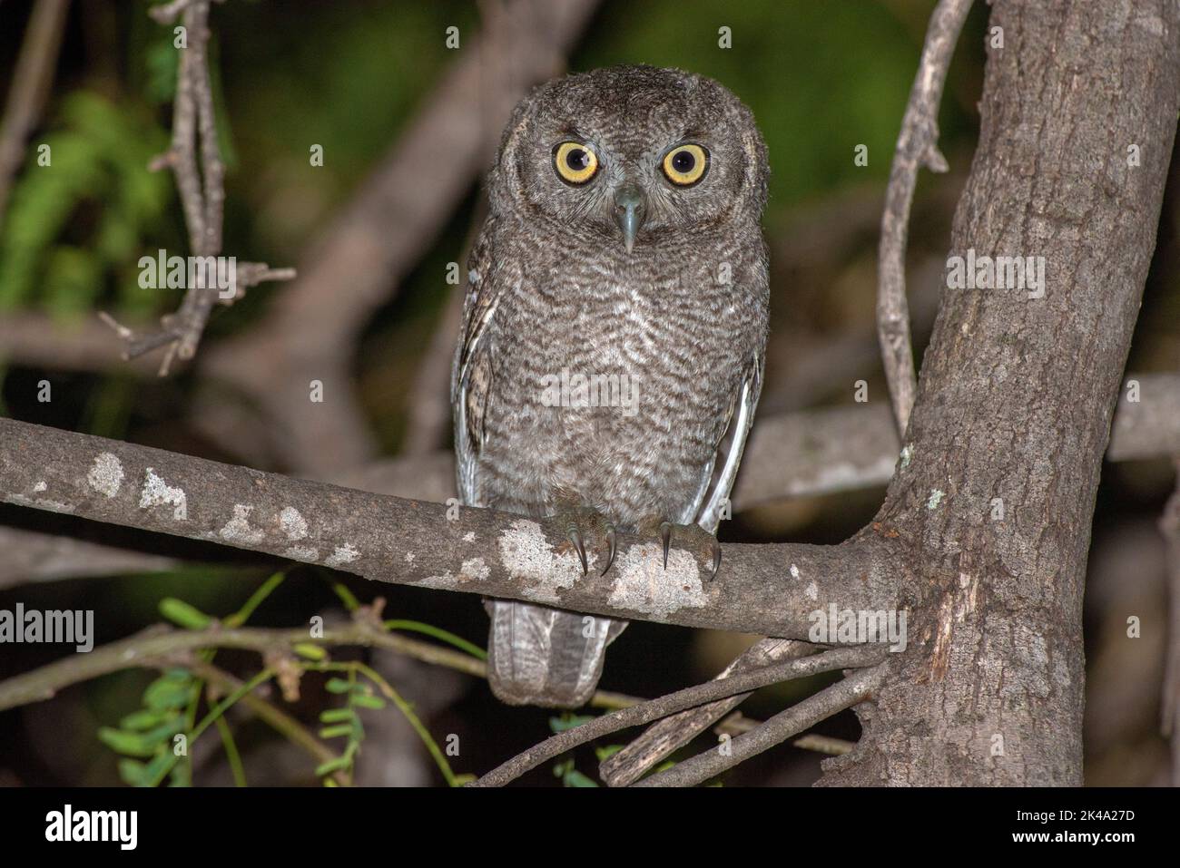 Elf owl hi-res stock photography and images - Alamy