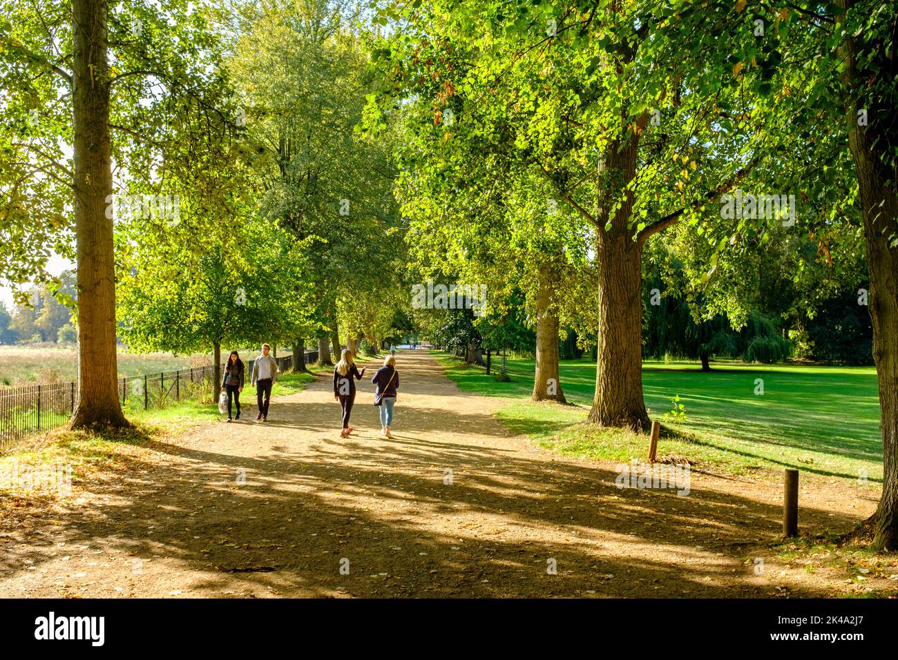 People walking down the avenue of trees in Christ Church meadow, Oxford ...