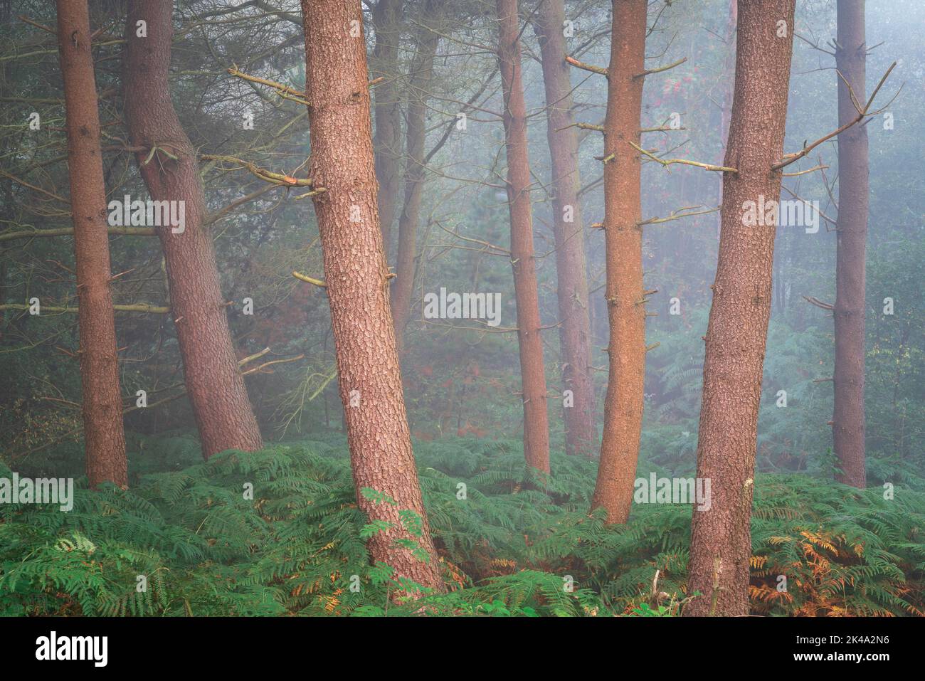 Soft trees hi-res stock photography and images - Alamy