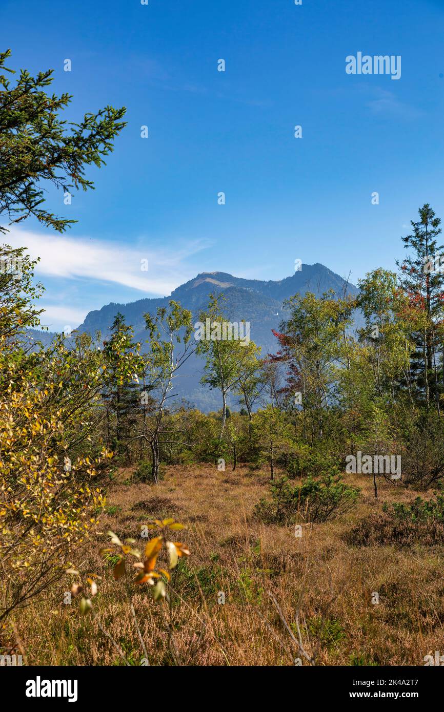 Beautiful high bog landscape nature reserve called Kendlmühlfilzen with ...