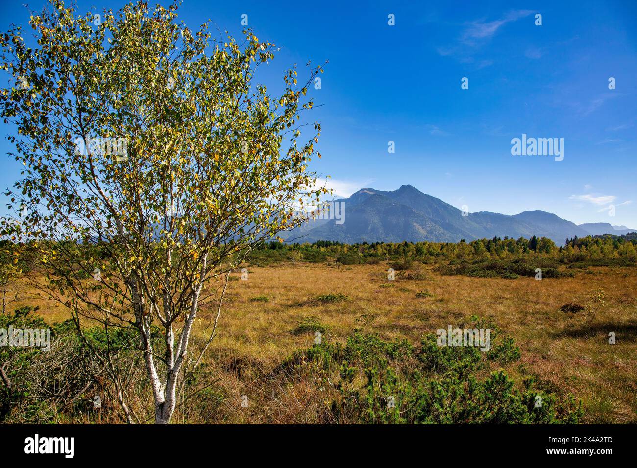 Beautiful high bog landscape nature reserve called Kendlmühlfilzen with ...