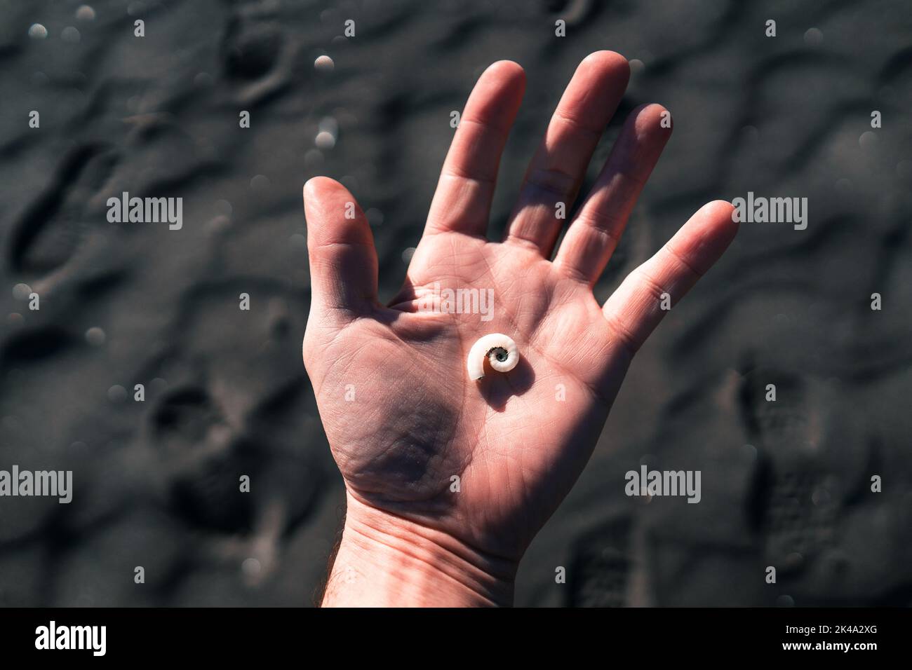 Small sea snail in the palm of a young hand Stock Photo - Alamy