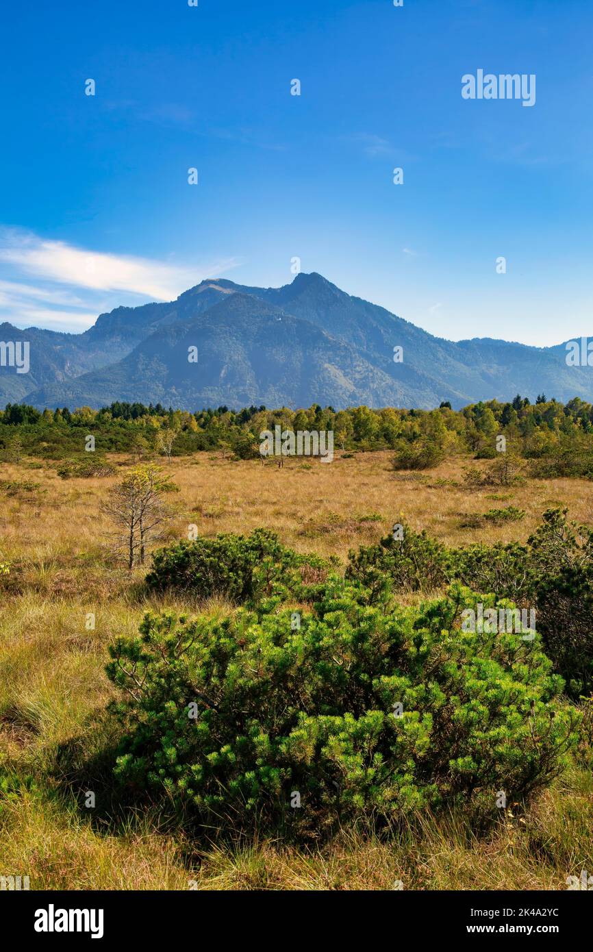 Beautiful high bog landscape nature reserve called Kendlmühlfilzen with ...