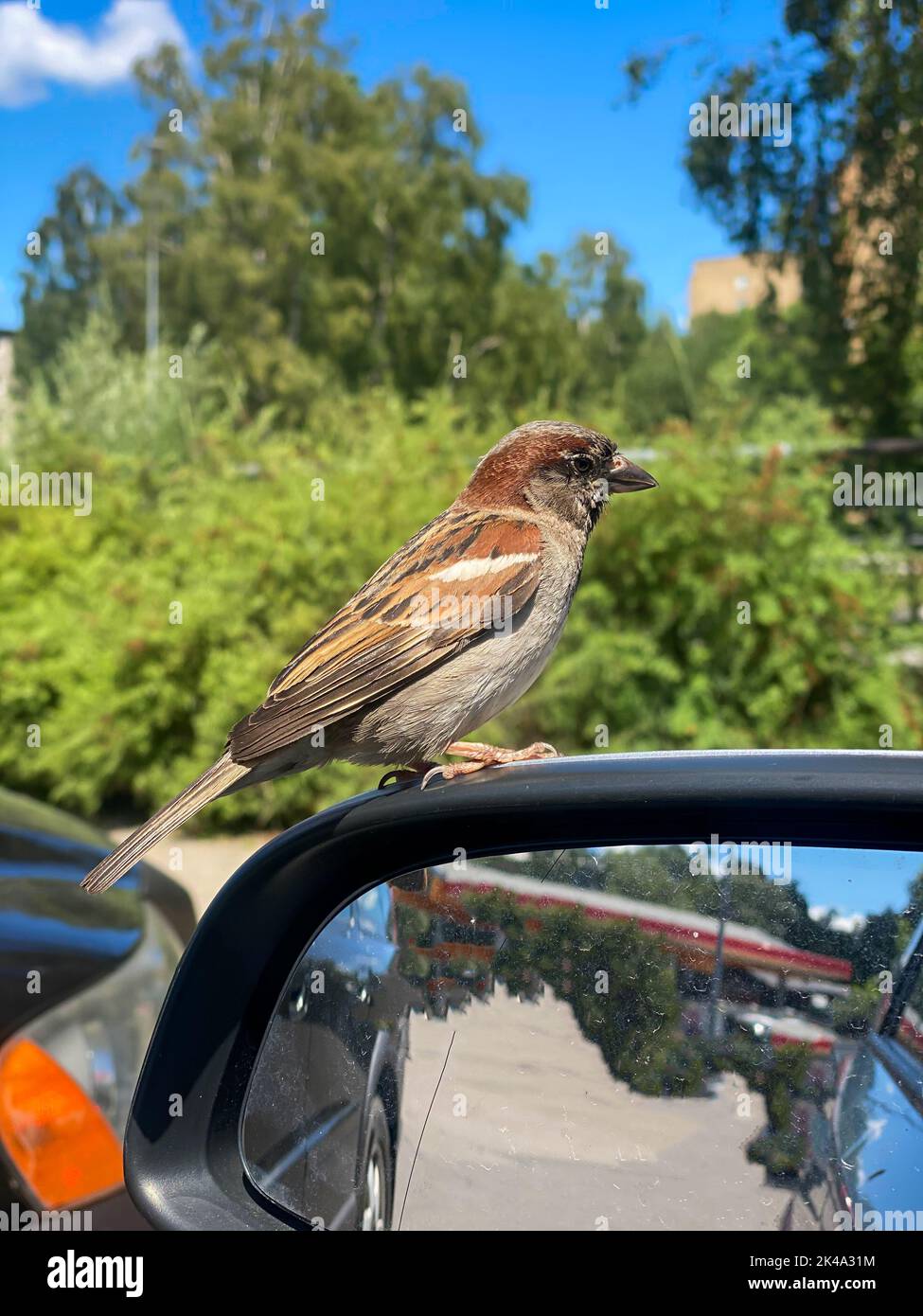 Sparrow bird sits on the car mirror. Urban birds. Sparrows in the city ...